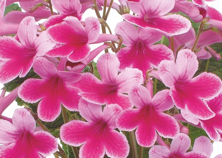 How to grow streptocarpus - Suttons Gardening Grow How