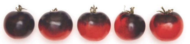 Indigo Rose Black Tomatoes – the ripening process
