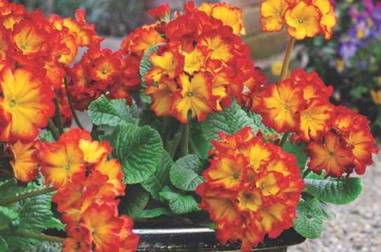 Best expert advice on hanging baskets - Suttons Gardening Grow How