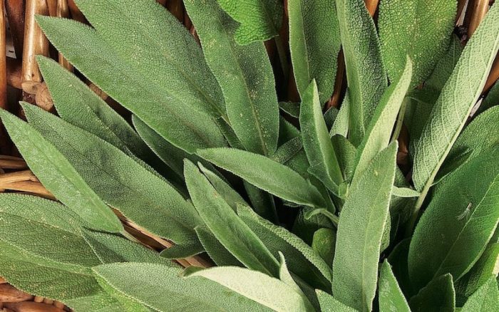 Win Suttons Herb Seeds and ‘Wild Tea’ Book Bundle - Suttons Gardening ...