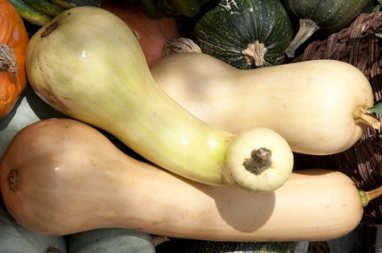 Why it’s best NOT to eat squashes fresh - Suttons Gardening Grow How