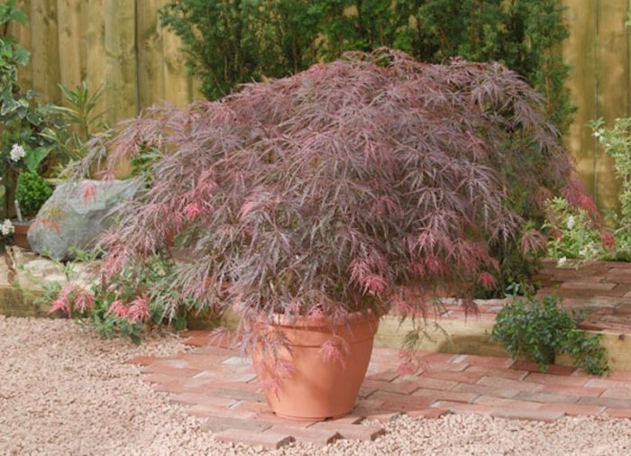 Best expert advice on growing acers - Suttons Gardening Grow How