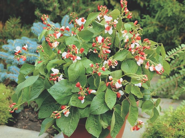 Best expert advice on growing beans - Suttons Gardening Grow How