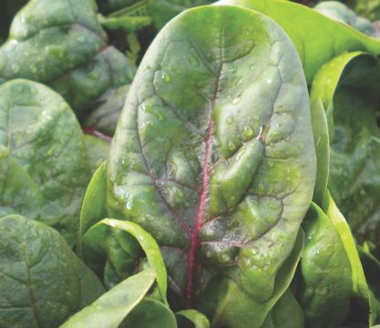Best expert advice on growing spinach - Suttons Gardening Grow How