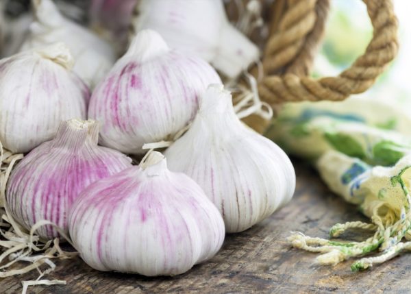How to grow garlic over winter