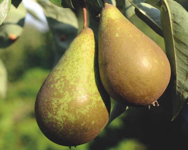 Best expert advice on growing pear trees - Suttons Gardening Grow How