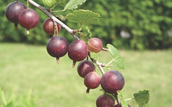 Best expert advice on growing gooseberries - Suttons Gardening Grow How