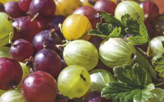 Best expert advice on growing gooseberries - Suttons Gardening Grow How