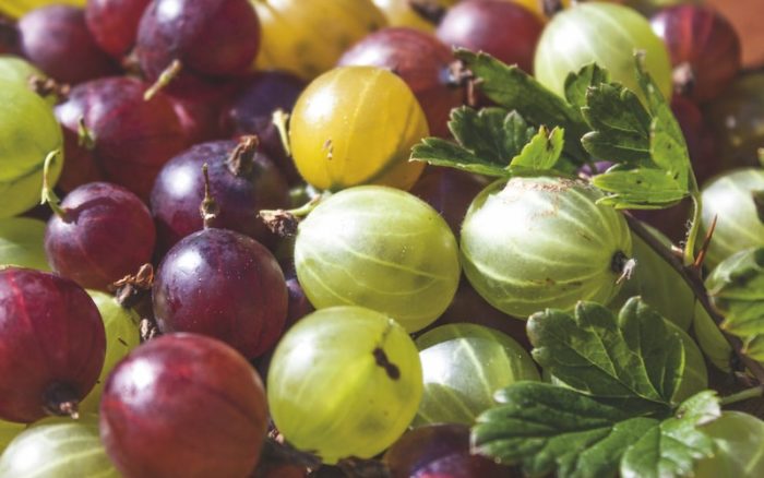 Best expert advice on growing gooseberries - Suttons Gardening Grow How