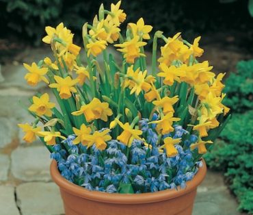 Pre-planted spring bulb trays | Suttons Hub