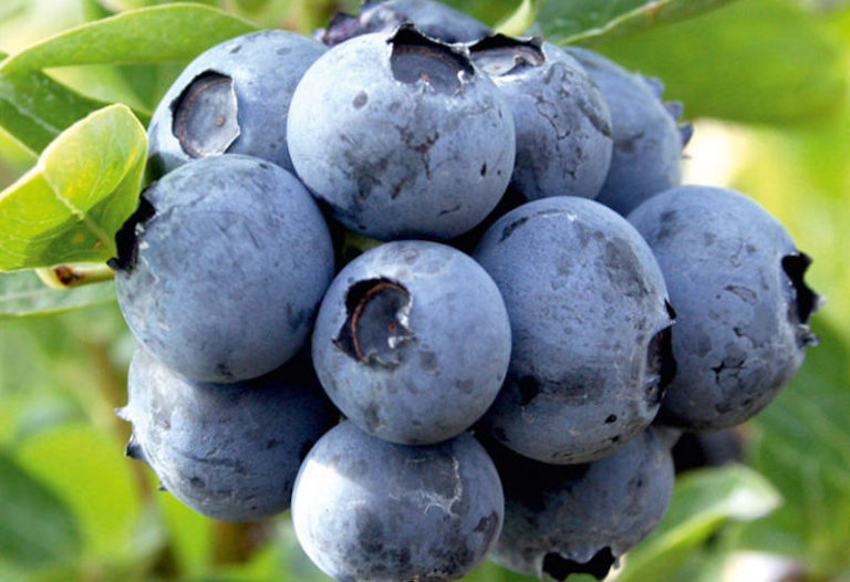 Best expert advice on growing blueberries - Suttons Gardening Grow How