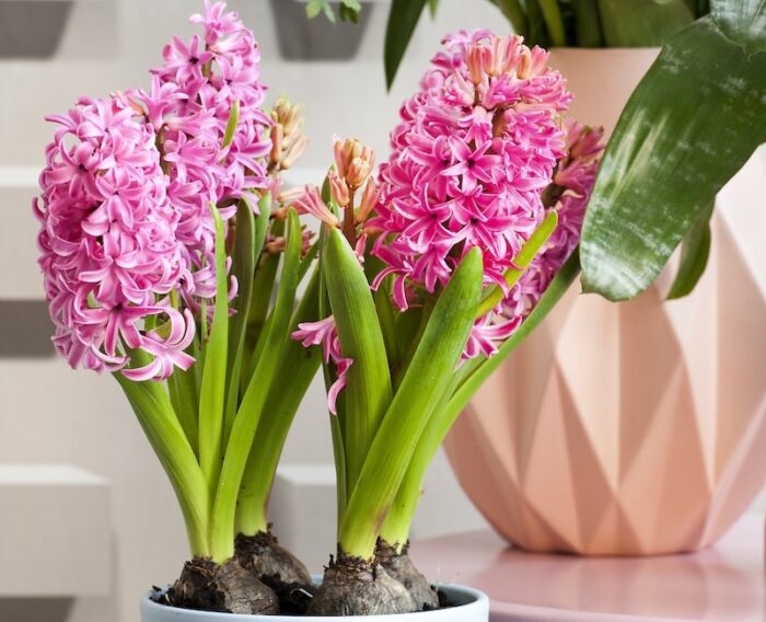 Best expert advice on growing hyacinths - Suttons Gardening Grow How