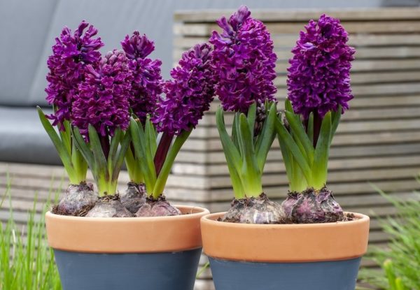 Best expert advice on growing hyacinths - Suttons Gardening Grow How