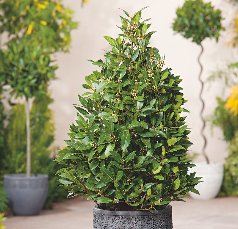 Christmas gift inspiration for gardeners - Suttons Gardening Grow How