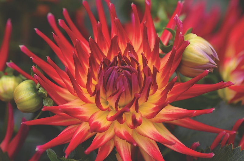 How to grow dahlias - Suttons Gardening Grow How