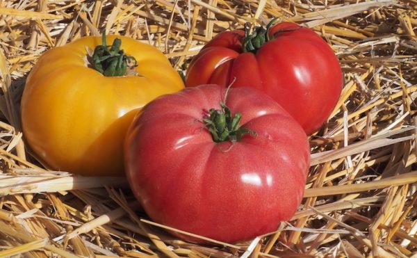 Tomato selection guide - Suttons Gardening Grow How