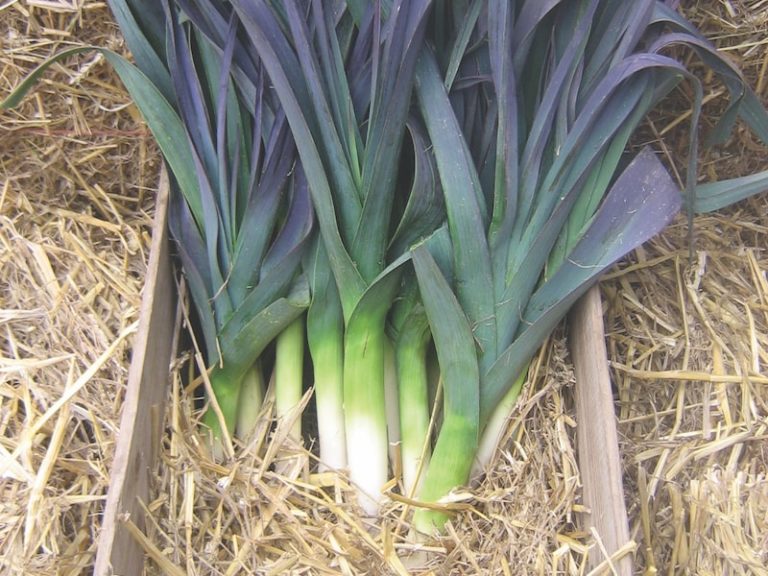 Best expert advice on growing leeks - Suttons Gardening Grow How