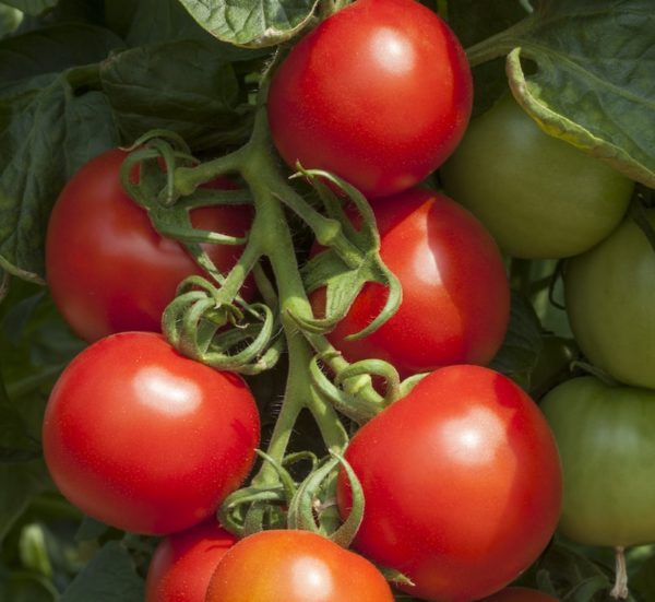 Tomato selection guide - Suttons Gardening Grow How