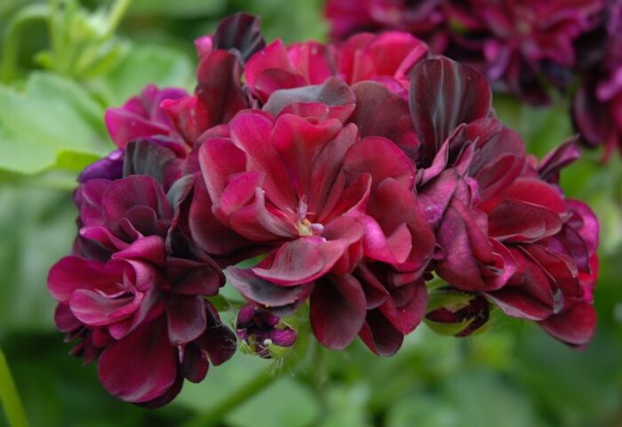 Best expert advice on growing geraniums (pelargoniums) - Suttons ...