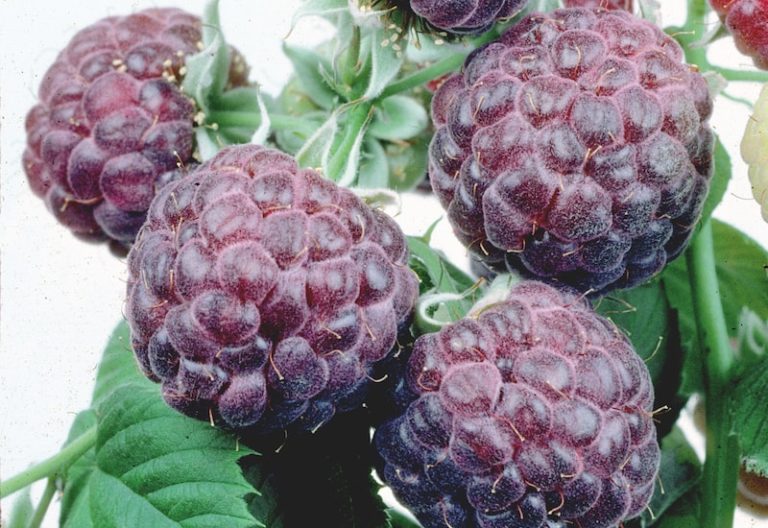 Best expert advice on growing raspberries - Suttons Gardening Grow How