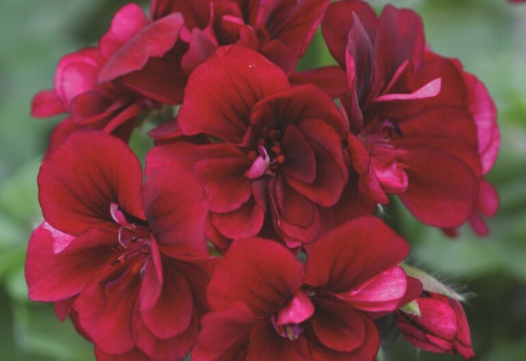 Best expert advice on growing geraniums (pelargoniums) - Suttons ...