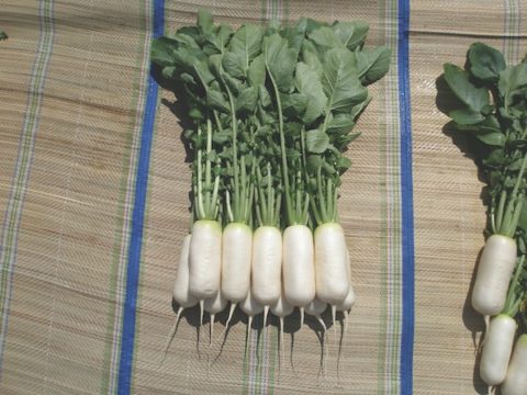 Win Suttons New Vegetable Seeds - Suttons Gardening Grow How