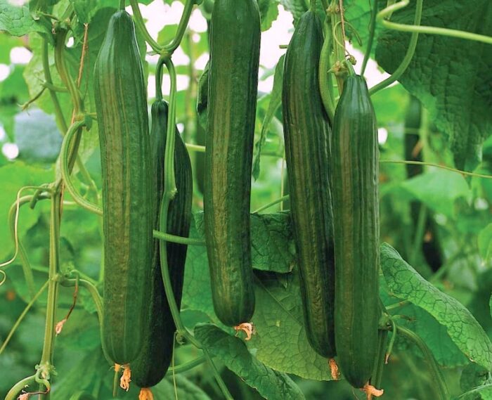 Best expert advice on growing cucumbers - Suttons Gardening Grow How