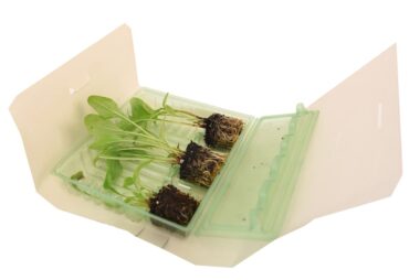 Handy guide to plant sizes and simple growing instructions - Suttons ...