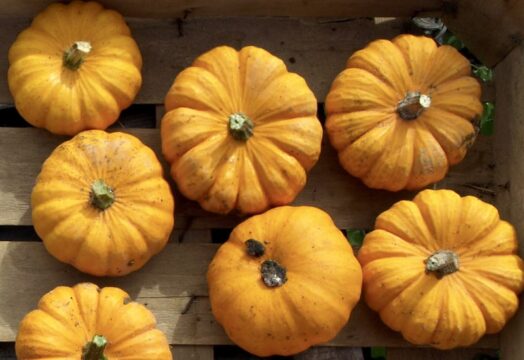 Best expert advice on growing pumpkins and squash - Suttons Gardening ...