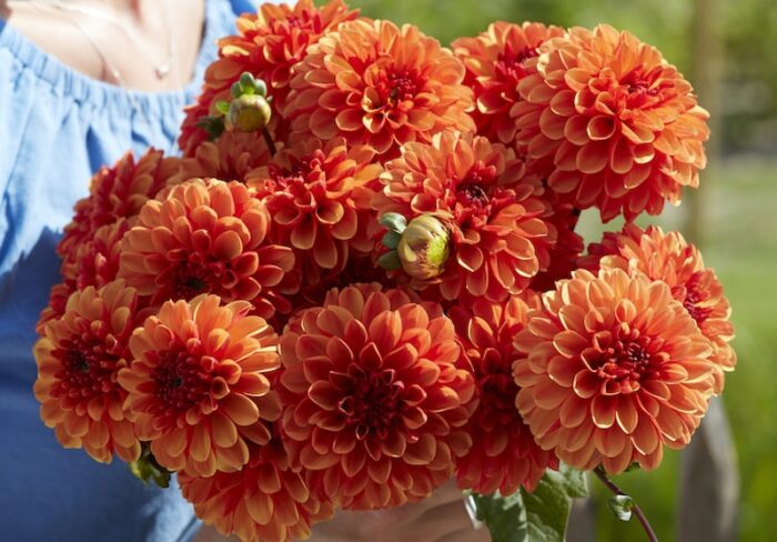 How to grow dahlias - Suttons Gardening Grow How