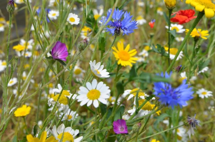 Best expert advice on growing plants for wildlife - Suttons Gardening ...