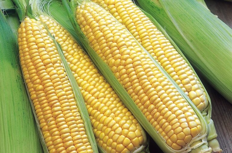 Best expert advice on growing sweet corn - Suttons Gardening Grow How