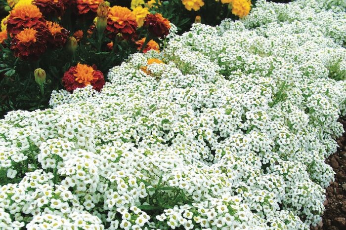 Best expert advice on growing plants for wildlife - Suttons Gardening ...