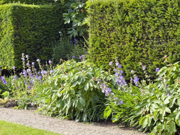Best expert advice on growing evergreens - Suttons Gardening Grow How