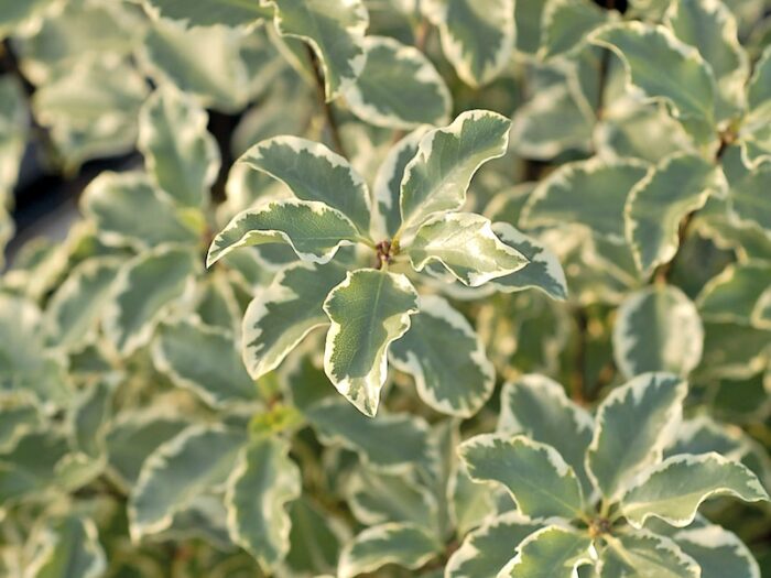 Best expert advice on growing evergreens - Suttons Gardening Grow How