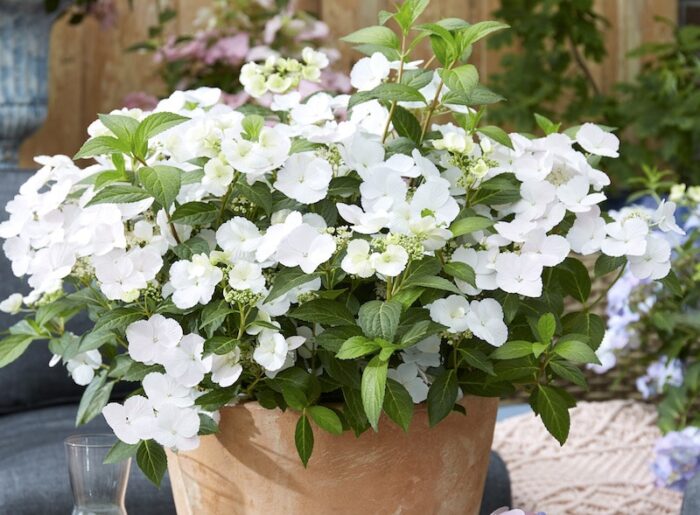 Slug resistant plants for your garden - Suttons Gardening Grow How