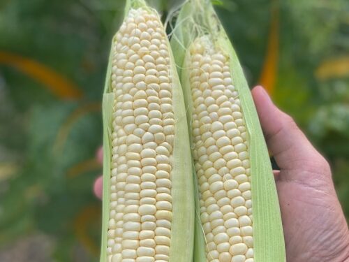 Top tips for growing sweetcorn - Suttons Gardening Grow How