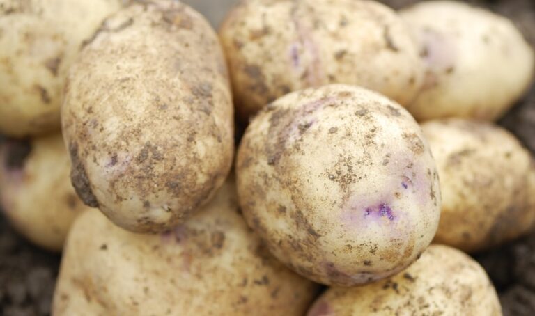 Your guide to potato season