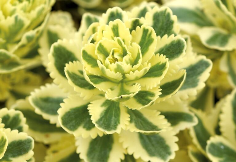 How to get the best from your sedum 'Atlantis' - Suttons Gardening Grow How