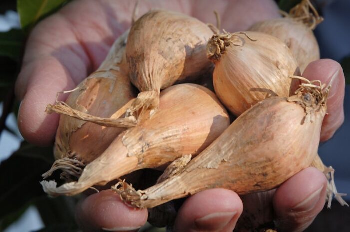 How to grow shallots - Suttons Gardening Grow How