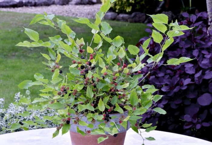 How to grow mulberries - Suttons Gardening Grow How