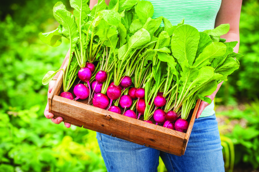 New vegetable seed 2024! - Suttons Gardening Grow How