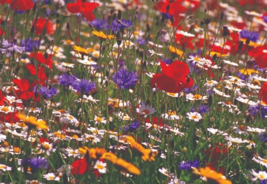 How to plant wildflower seeds - Suttons Gardening Grow How