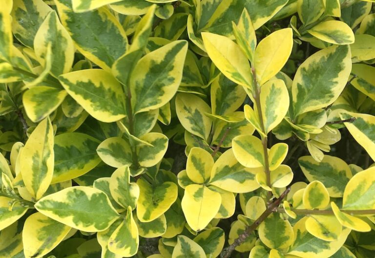 How to plant and care for bare root hedges - Suttons Gardening Grow How