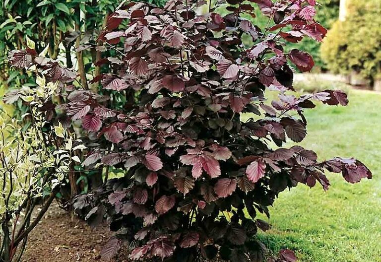 How to grow nut trees - Suttons Gardening Grow How