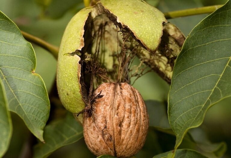 How to grow nut trees - Suttons Gardening Grow How
