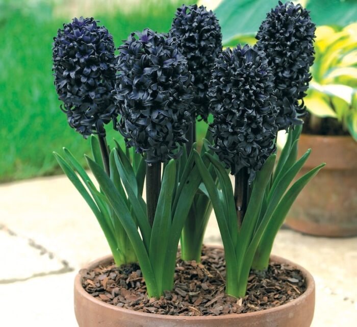Best expert advice on growing hyacinths - Suttons Gardening Grow How