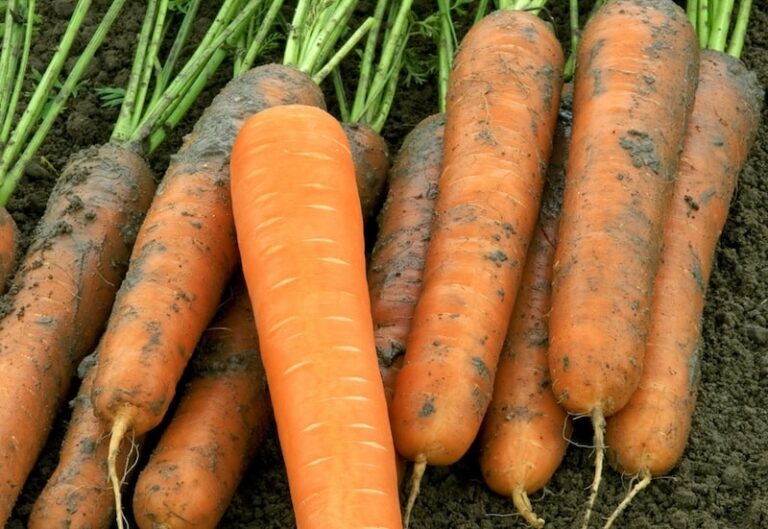 Best expert advice on growing carrots - Suttons Gardening Grow How