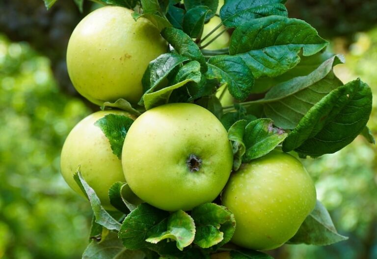 How to prune and train apple trees - Suttons Gardening Grow How