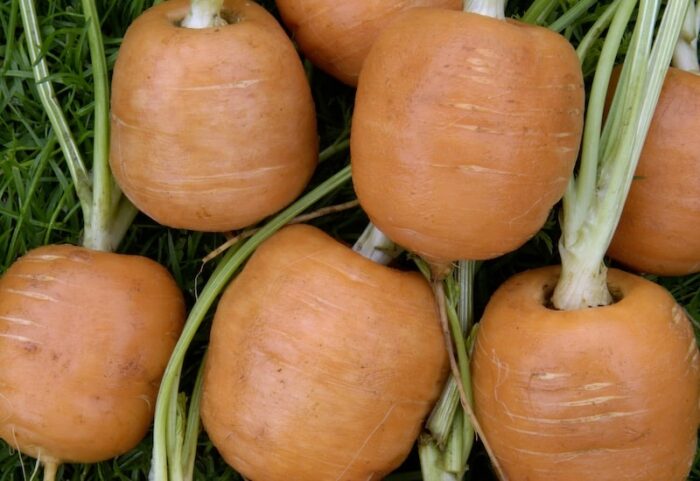 Best expert advice on growing carrots - Suttons Gardening Grow How